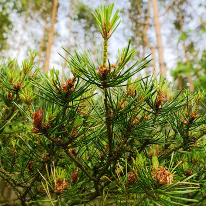Scots Pine Bare Root Hedge | Scots Pine – Gardeners Dream