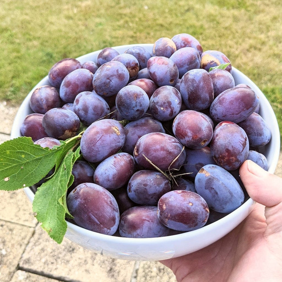 Plum 'Opal' | Plum Tree – Gardeners Dream