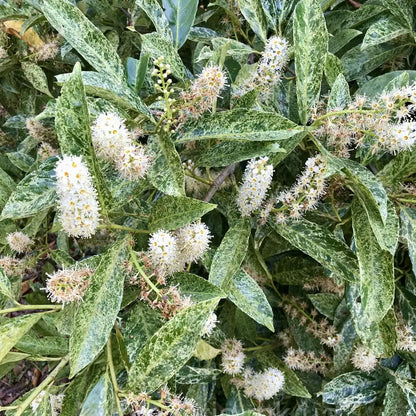 Prunus 'Marbled White' | Cherry Laurel – Gardeners Dream