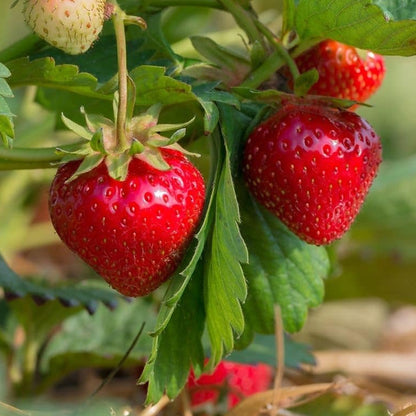 Strawberry 'Ruby Ann' | Strawberry – Gardeners Dream