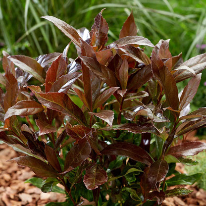 Viburnum 'Coppertop' | Sweet Viburnum – Gardeners Dream