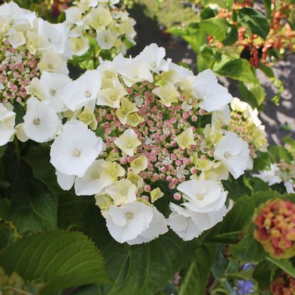 Hydrangea 'Teller White' | Mophead Hydrangea – Gardeners Dream
