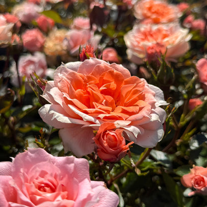 Rosa 'Flower Power' | Patio Rose – Gardeners Dream