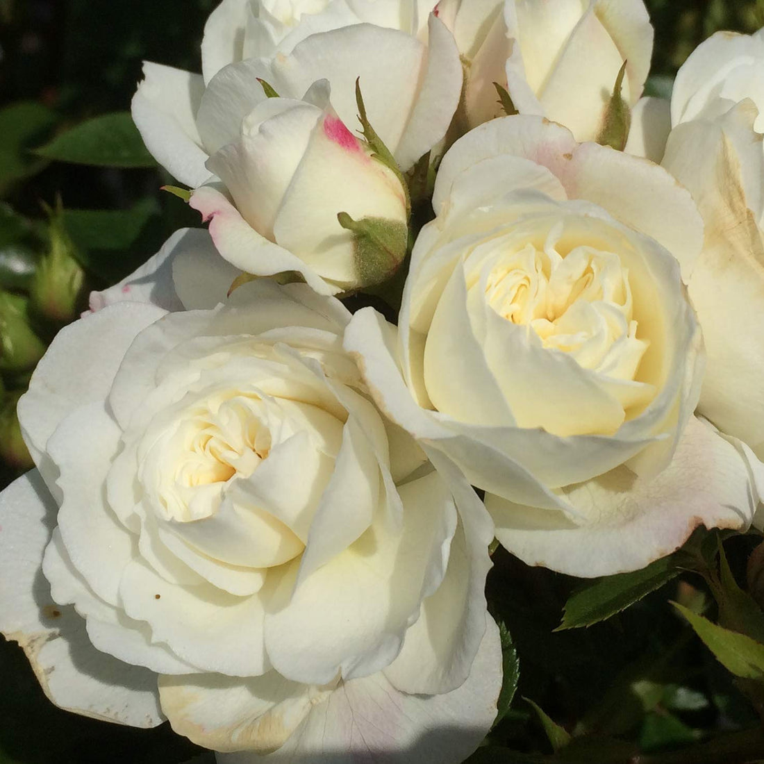 Rosa 'White Patio' | Patio Rose – Gardeners Dream