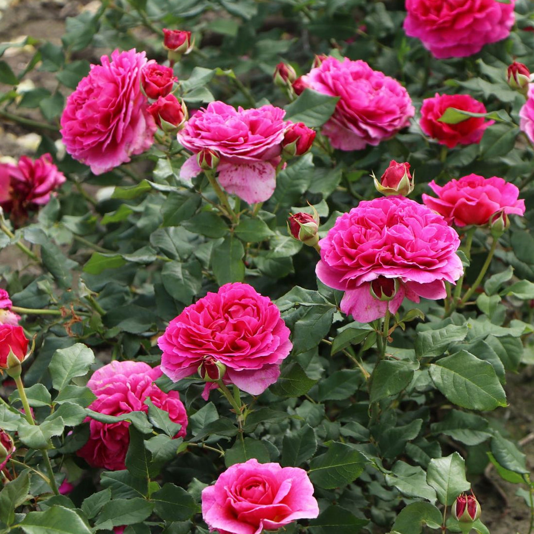 Rosa 'Gabriel Oak' | Shrub Rose – Gardeners Dream