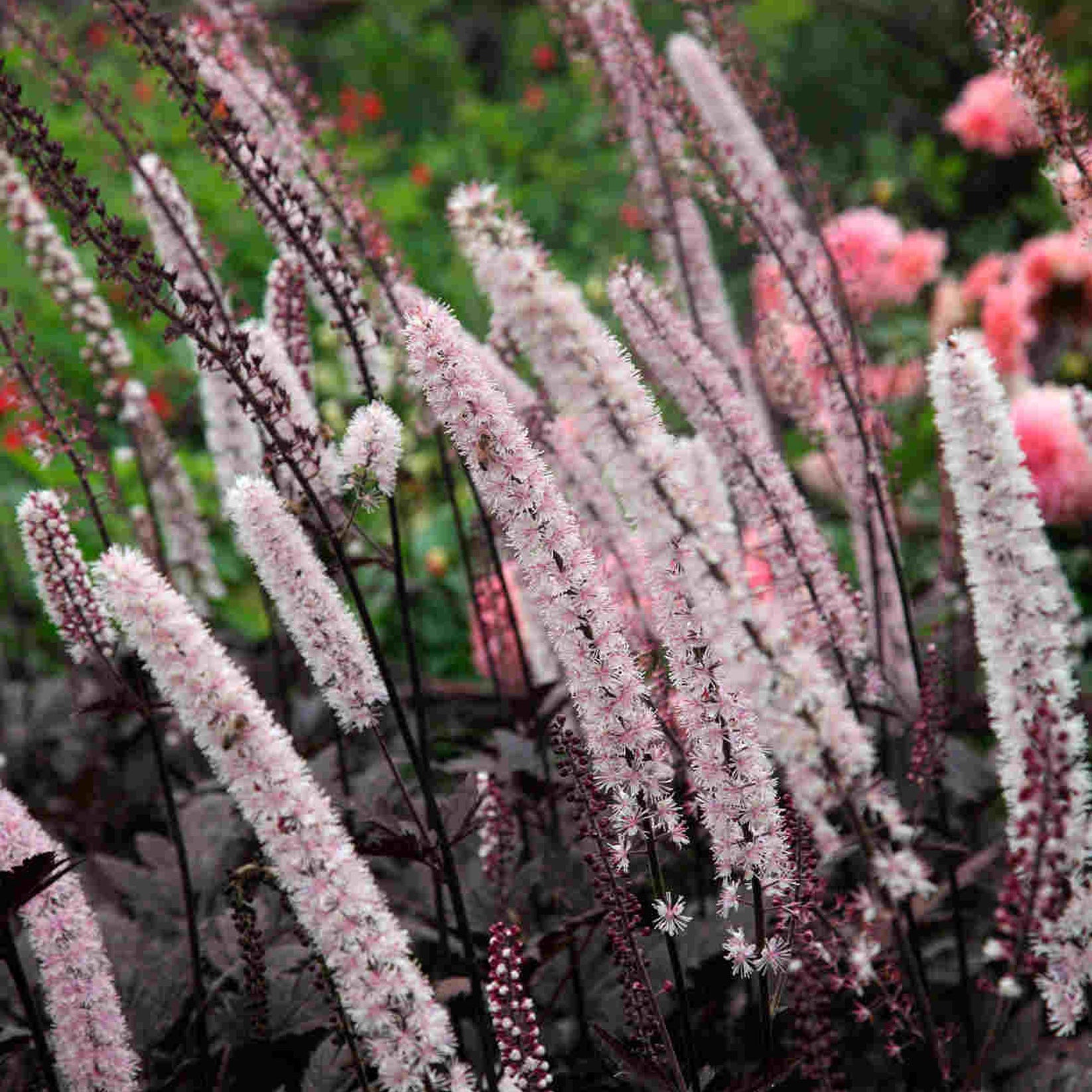 Actaea 'Pink Spike' | Outdoor Plants – Gardeners Dream