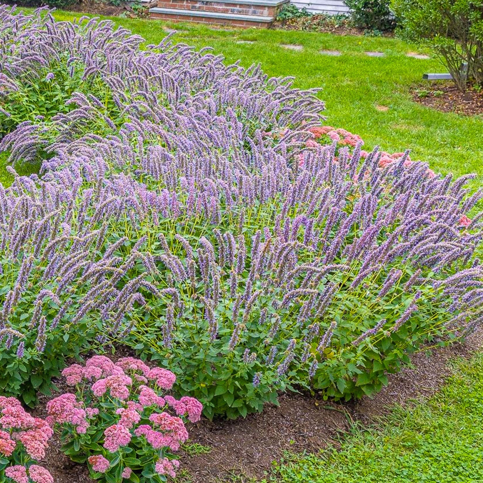 Agastache 'Blue Fortune' | Agastache PBR – Gardeners Dream