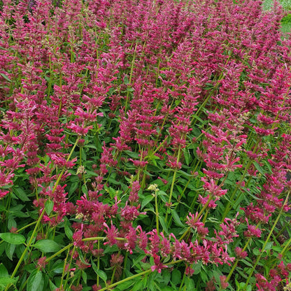 Agastache 'Red Fortune' | Agastache PBR – Gardeners Dream