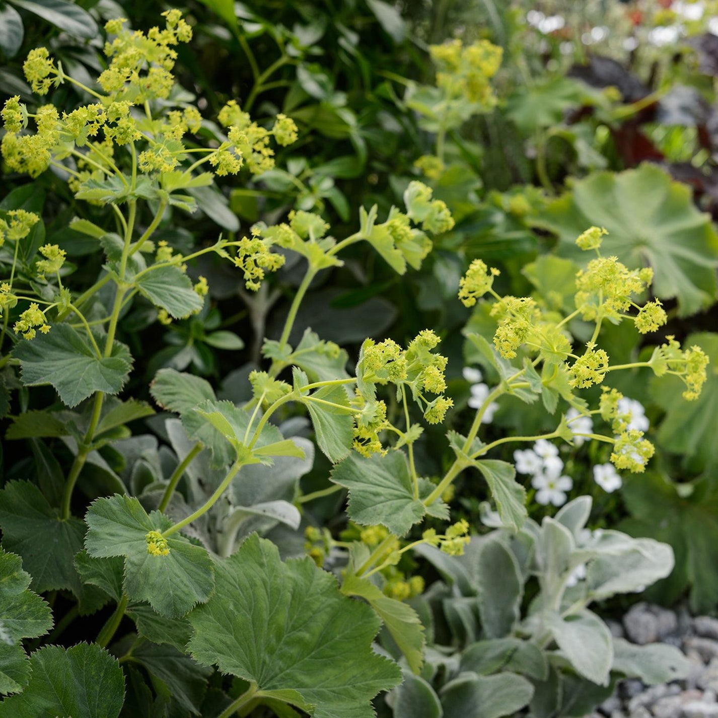Alchemilla mollis | Outdoor Plants – Gardeners Dream
