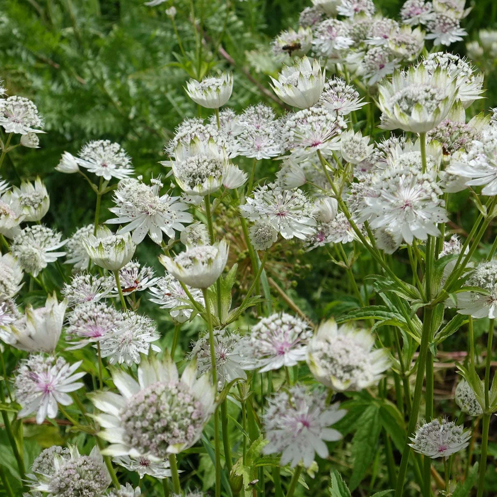 Astrantia 'Shaggy' | Outdoor Plants – Gardeners Dream