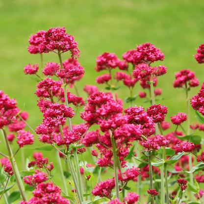 Centranthus 'Pretty Betsy' | Centranthus ruber – Gardeners Dream