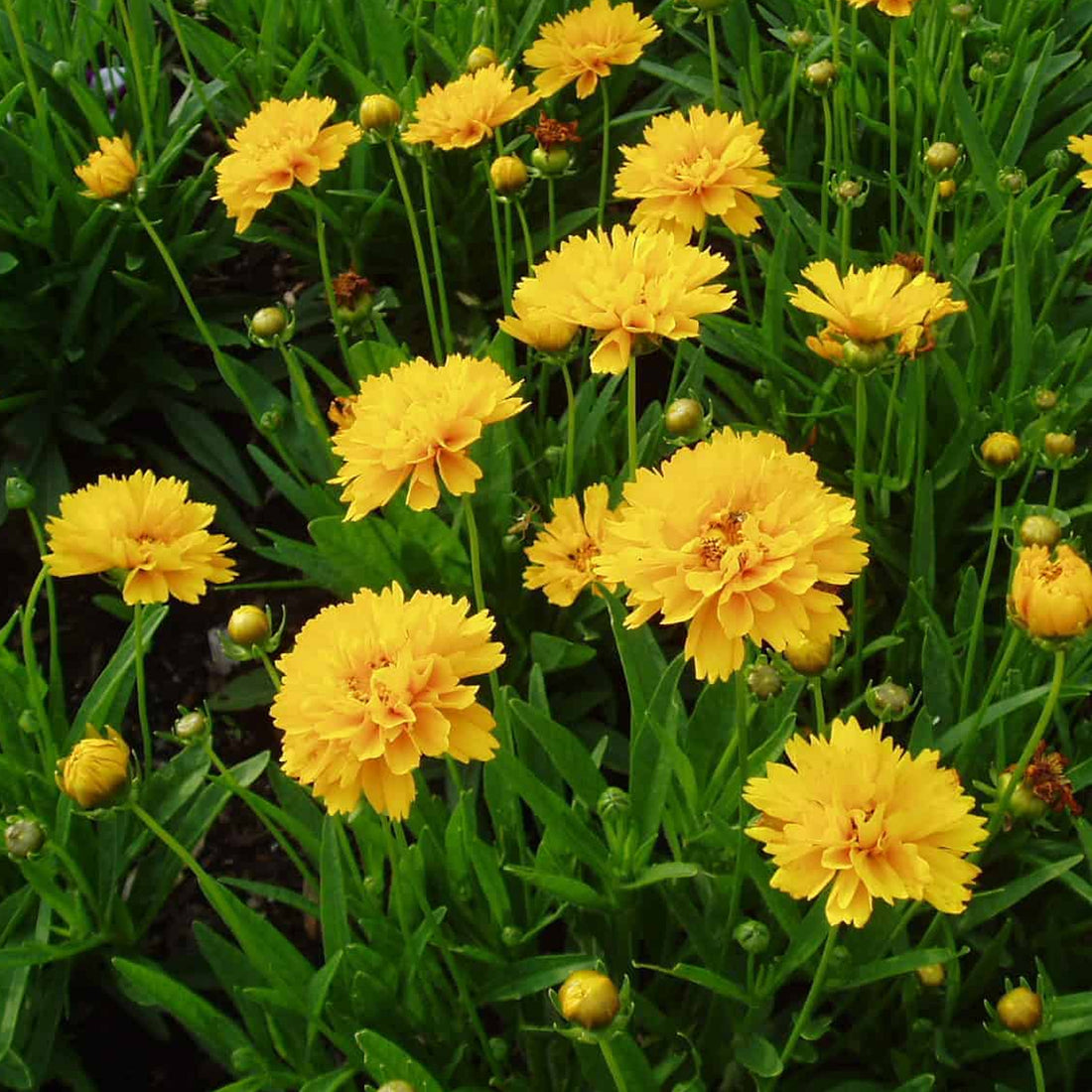 Coreopsis 'Early Sunrise' | Coreopsis grandiflora – Gardeners Dream