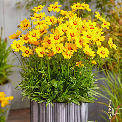 Coreopsis 'Solar Mellow' | Outdoor Plants – Gardeners Dream