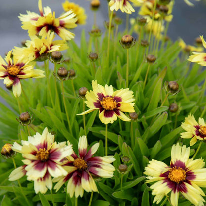 Coreopsis UpTick 'Yellow & Red' | Outdoor Plants – Gardeners Dream