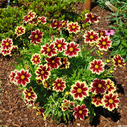 Coreopsis 'Solar Fancy' | Outdoor Plants – Gardeners Dream