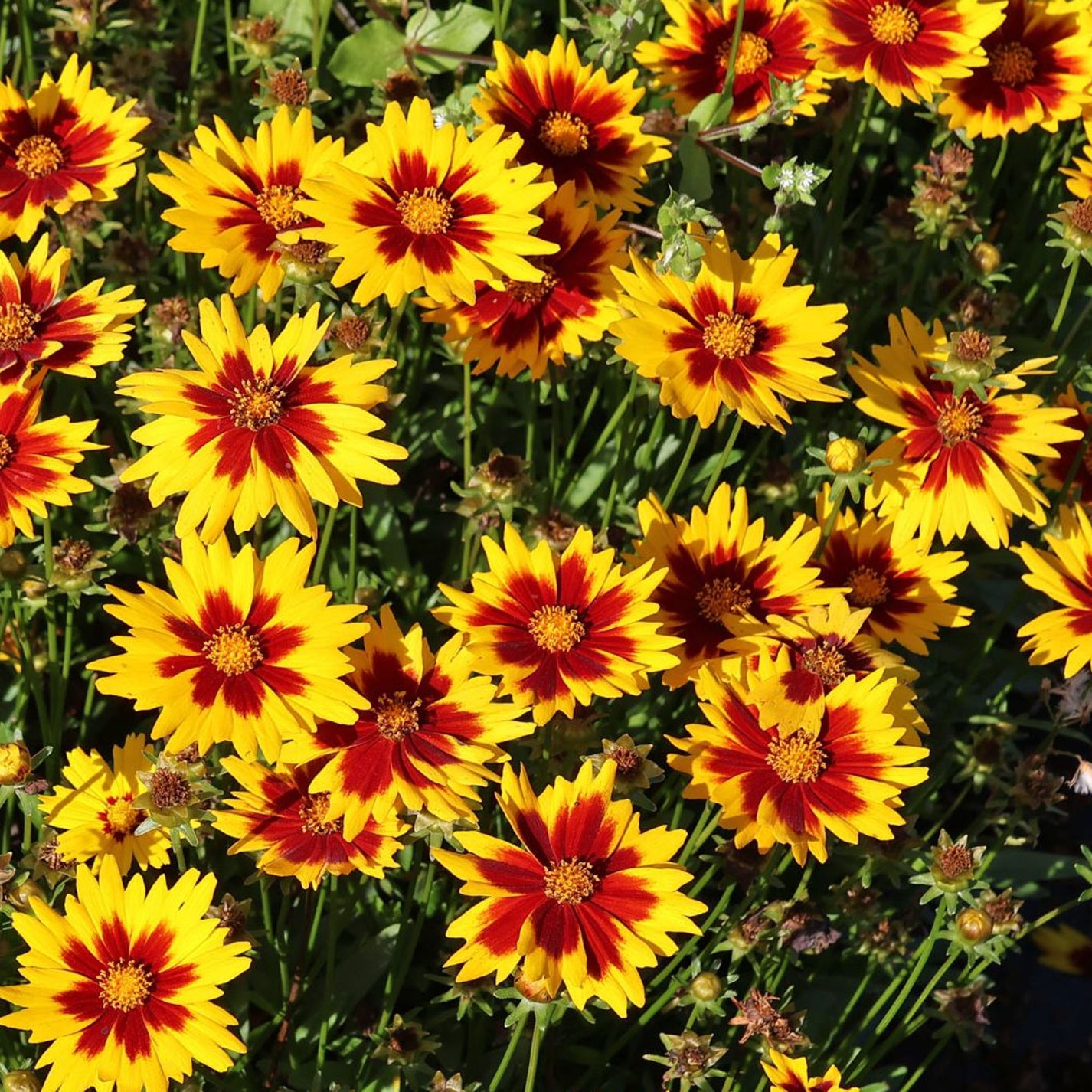 Coreopsis 'Solar Jewel' | Outdoor Plants – Gardeners Dream