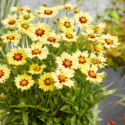 Coreopsis 'Solar Moon' | Outdoor Plants – Gardeners Dream