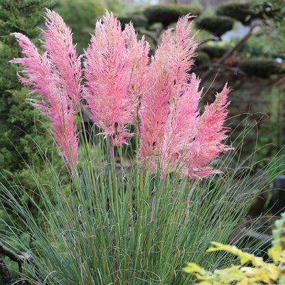 Cortaderia 'Pink Feather' | Outdoor Plants – Gardeners Dream