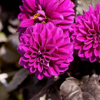 Dahlia Dalina 'Maxi Neon Lilac' | Outdoor Plants – Gardeners Dream