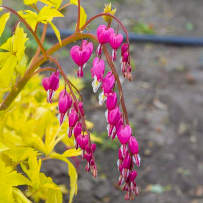 Dicentra 'Gold Heart' | Outdoor Plants – Gardeners Dream