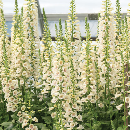 Digitalis 'Dalmatian Cream' | Outdoor Plants – Gardeners Dream