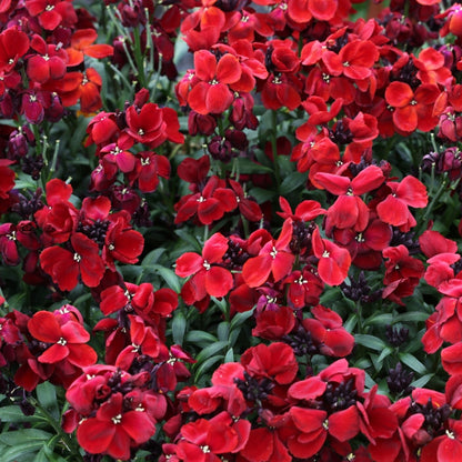 Erysimum 'Red' | Outdoor Plants – Gardeners Dream