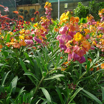 Erysimum 'Sunset' | Outdoor Plants – Gardeners Dream