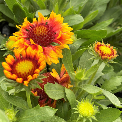 Gaillardia 'Arizona Sun' | Gaillardia × grandiflora – Gardeners Dream