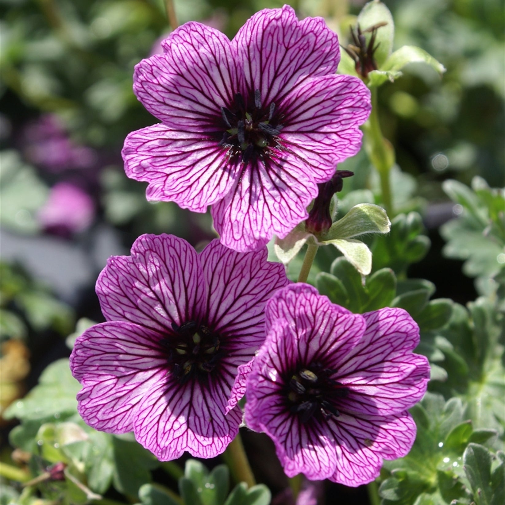 Geranium 'Ballerina' | Geranium cinereum – Gardeners Dream