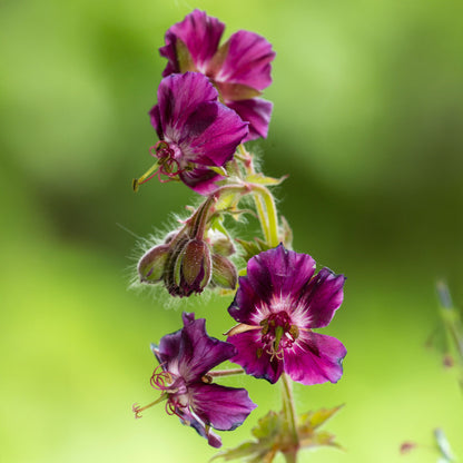 Geranium 'Samobor' | Outdoor Plants – Gardeners Dream