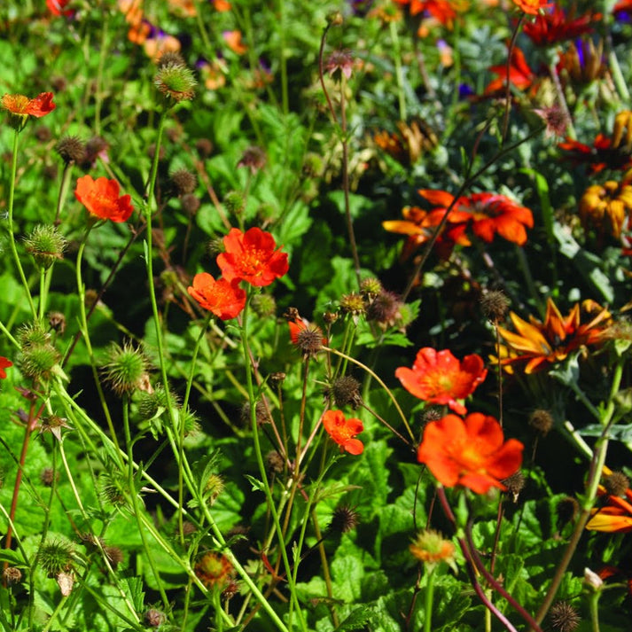 Geum 'Cooky' | Geum coccineum – Gardeners Dream