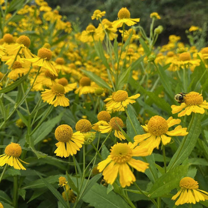 Helenium Gold' | Helenium – Gardeners Dream