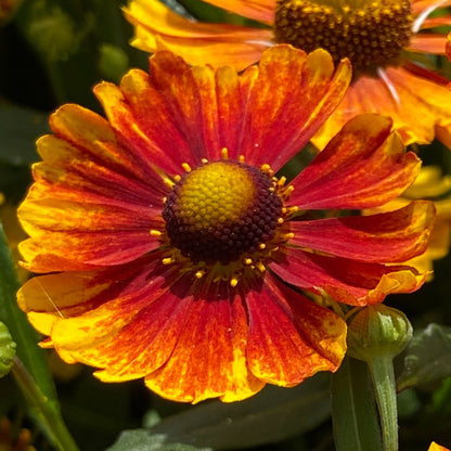 Helenium 'Peach Sundae' | Outdoor Plants – Gardeners Dream