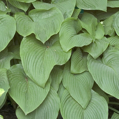Hosta 'T-Rex' | Outdoor Plants – Gardeners Dream