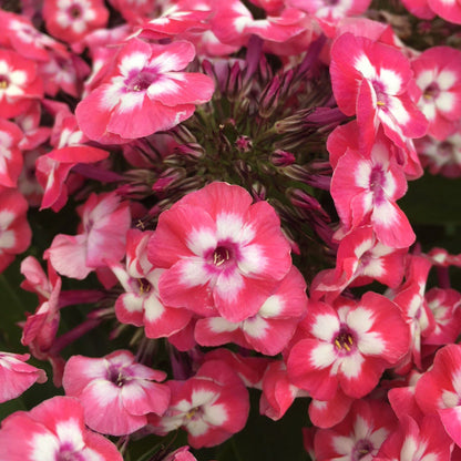 Phlox Famous Coral' | Phlox paniculata – Gardeners Dream