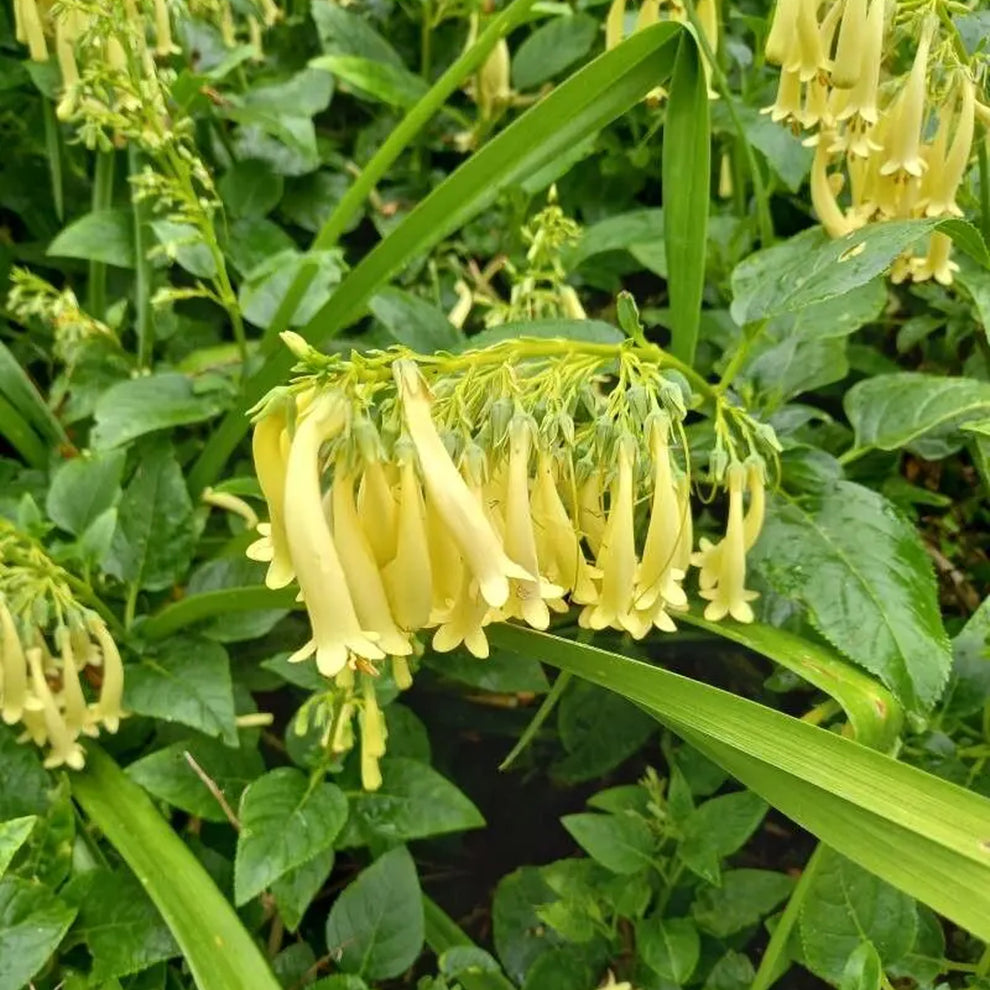 Phygelius Yellow' | Phygelius × rectus – Gardeners Dream