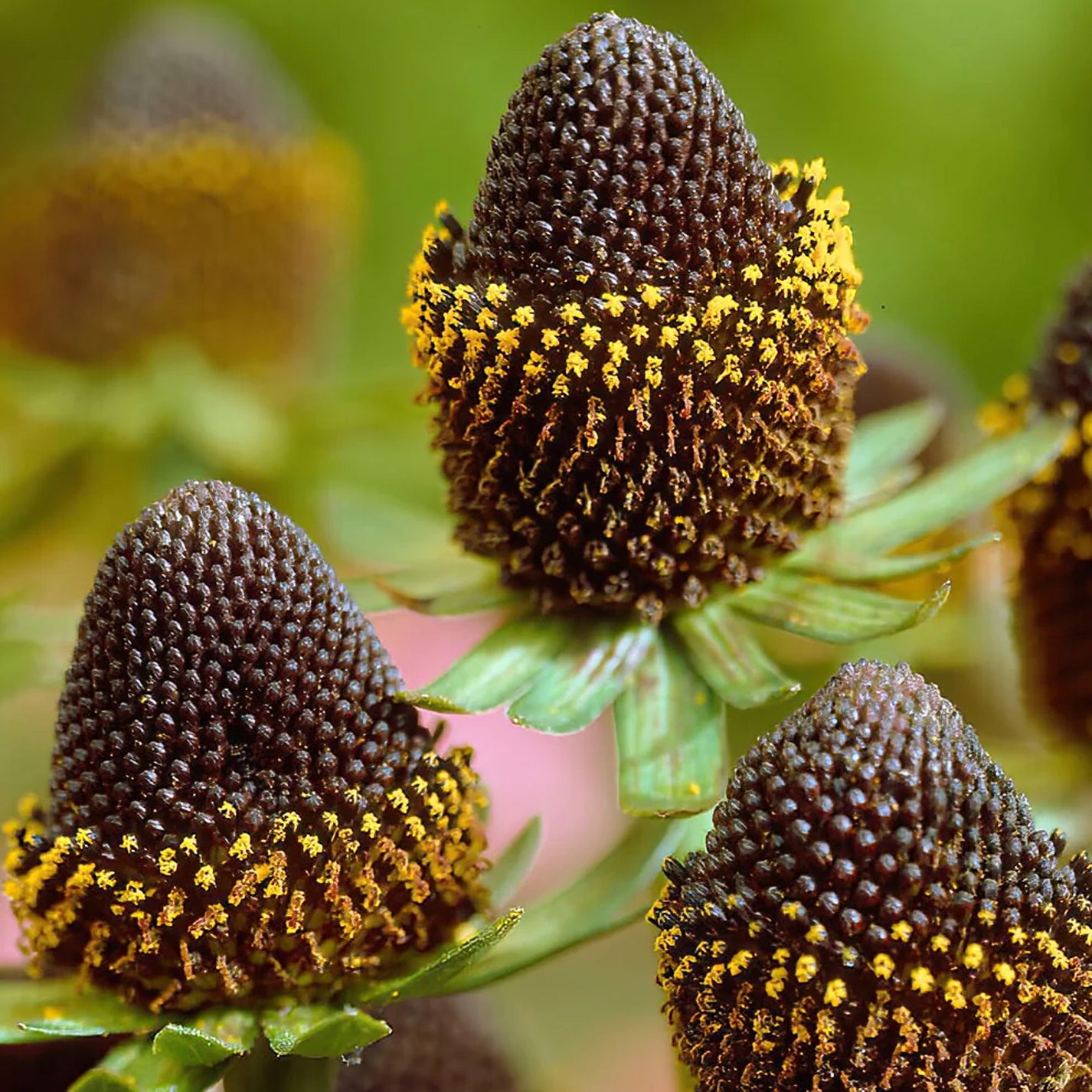 Rudbeckia Green Wizard' | Rudbeckia occidentalis – Gardeners Dream
