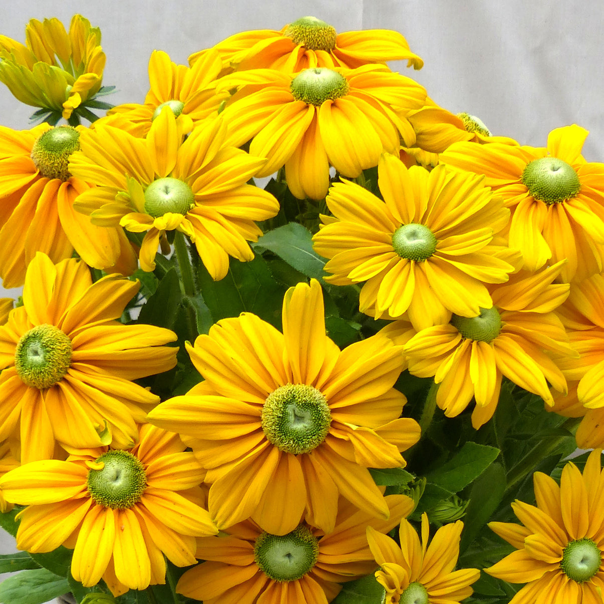 Rudbeckia 'Sunbeckia Ophelia' | Outdoor Plants – Gardeners Dream