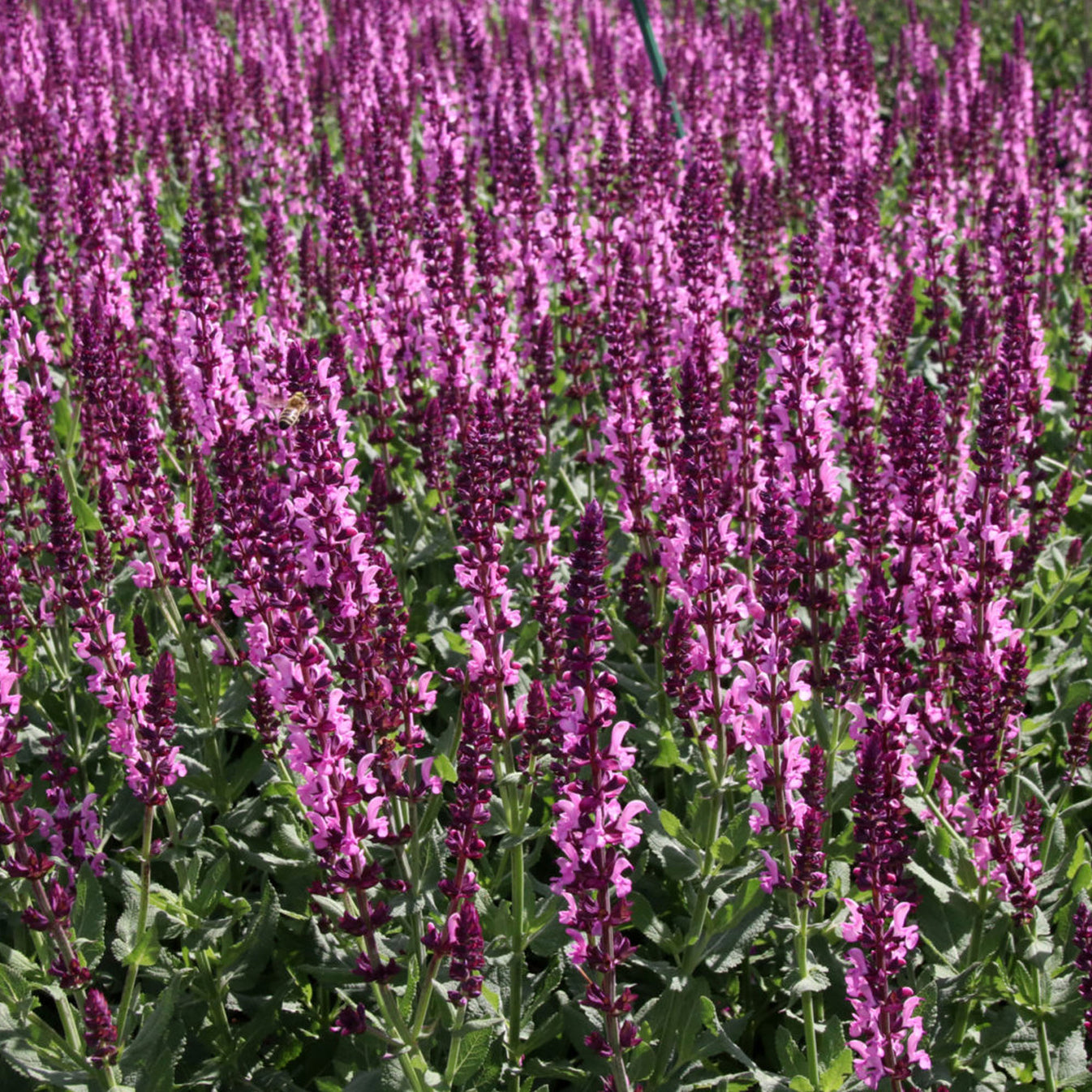 Salvia 'Pretty In Pink' | Outdoor Plants – Gardeners Dream