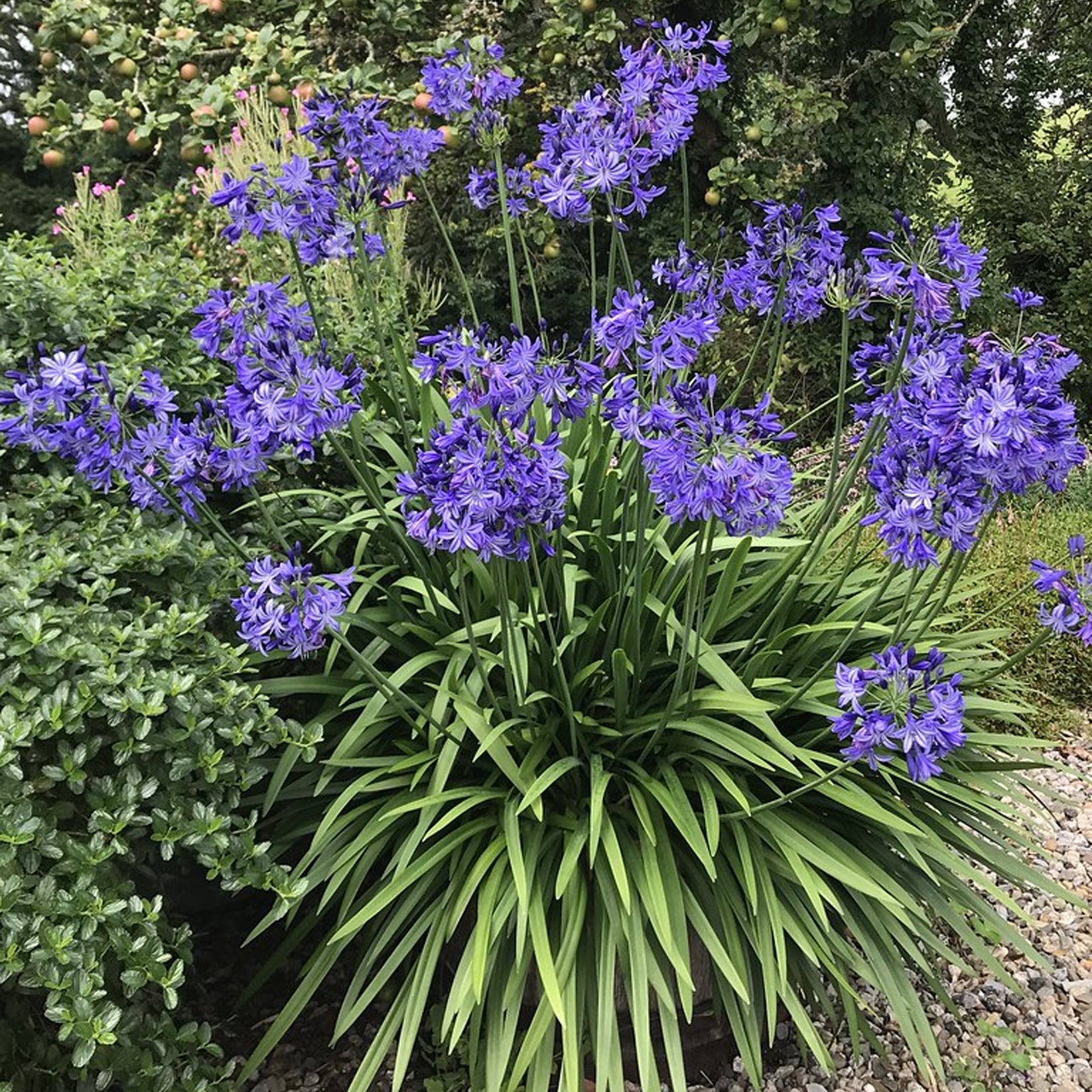 Agapanthus 'Northern Star' | Agapanthus PBR – Gardeners Dream