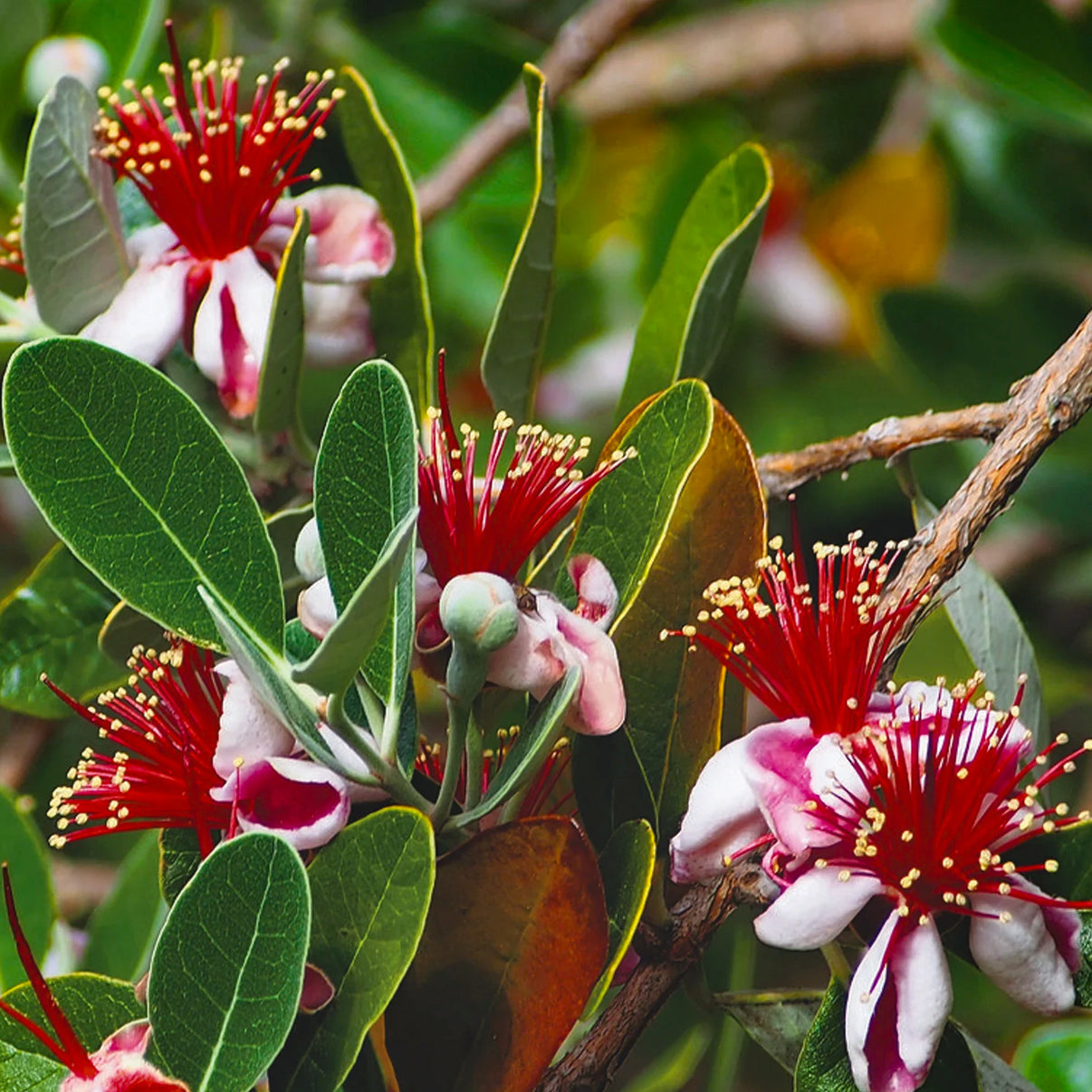 Feijoa sellowiana | Pineapple Guava Tree – Gardeners Dream
