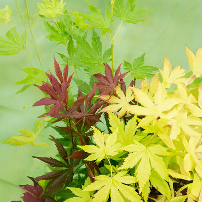 Acer 'Tricolour' | Japanese Maple Tree – Gardeners Dream