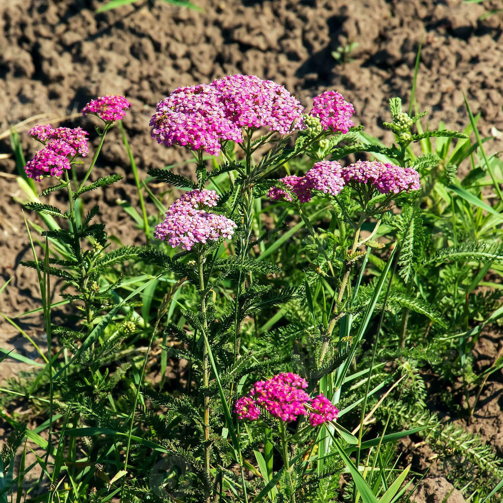 Achillea 'Cerise Queen' | Yarrow – Gardeners Dream