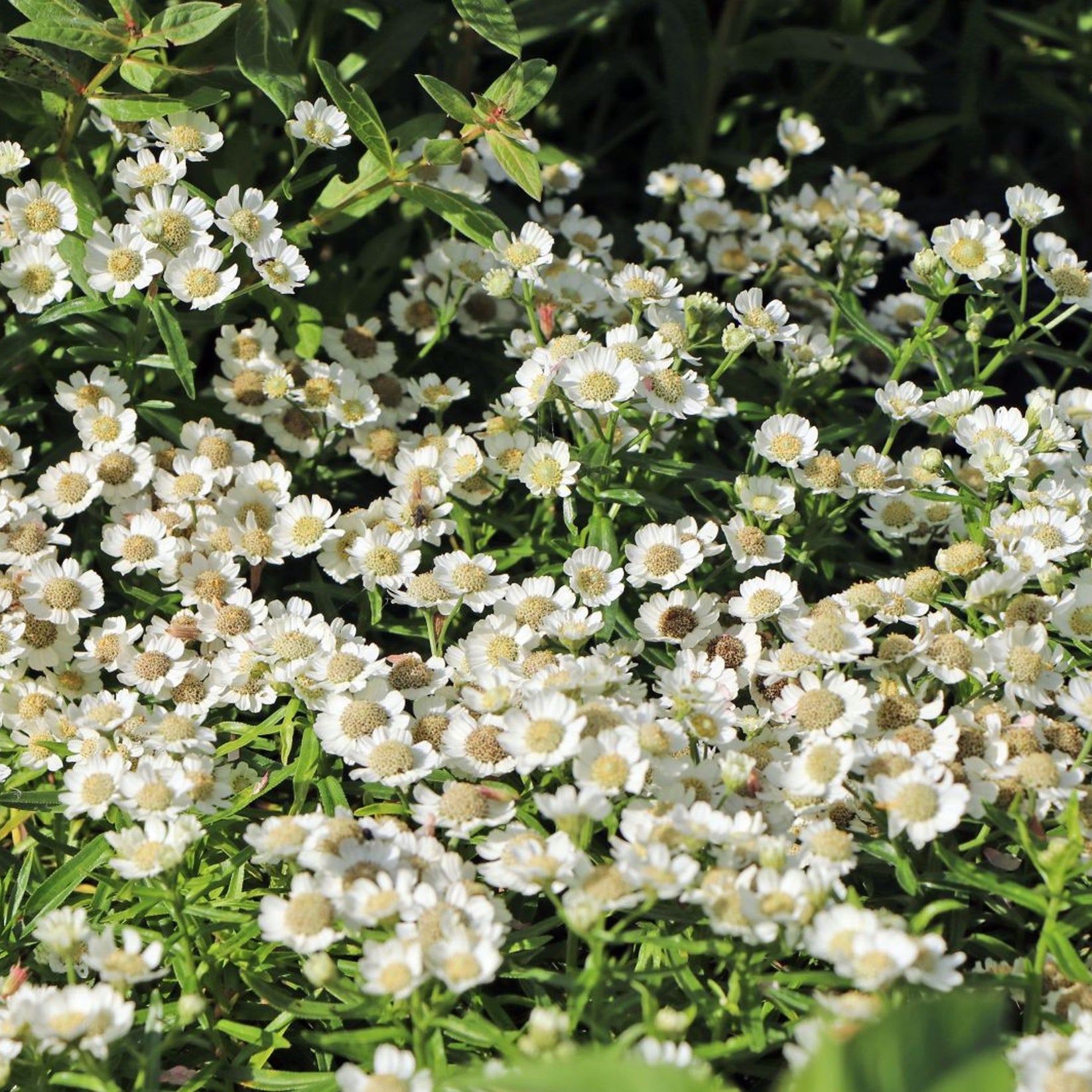 Achillea 'Nana Compacta' | Outdoor Plants – Gardeners Dream