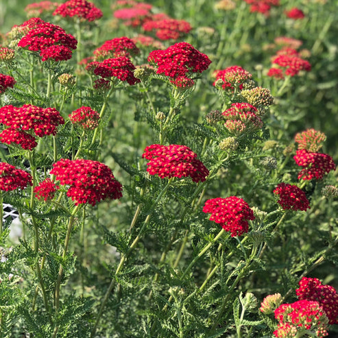 Achillea 'Paprika' | Outdoor Plants – Gardeners Dream