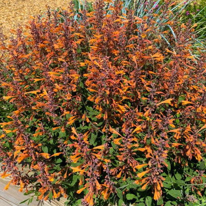 Agastache 'Mango Tango' | Giant Hyssop – Gardeners Dream
