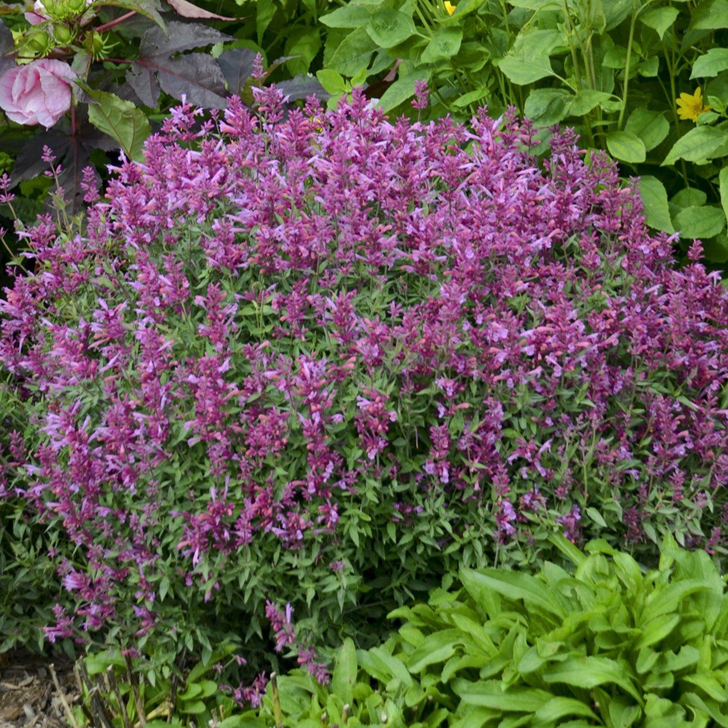 Agastache 'Rosie Posie' | Giant Hyssop – Gardeners Dream