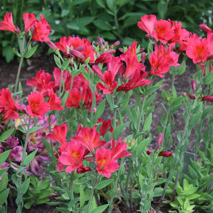 Alstroemeria Inticancha Red | Outdoor Plants – Gardeners Dream