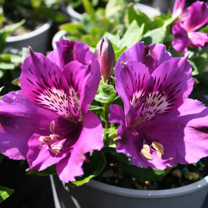 Alstroemeria 'Indigo' | Peruvian Lily – Gardeners Dream