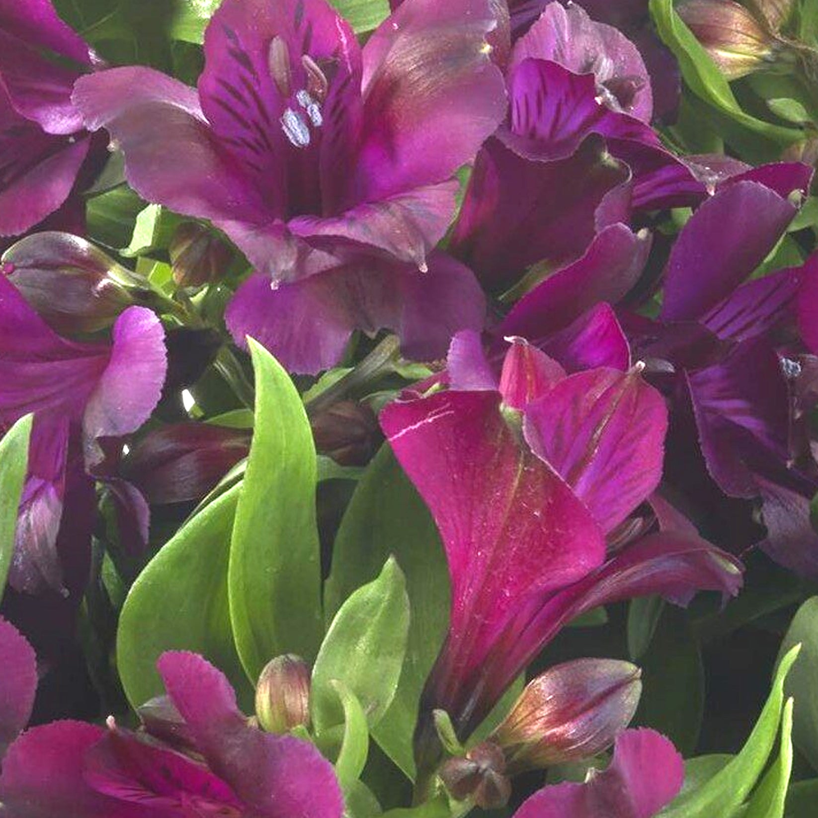 Alstroemeria 'Paraiso' | Peruvian Lily – Gardeners Dream